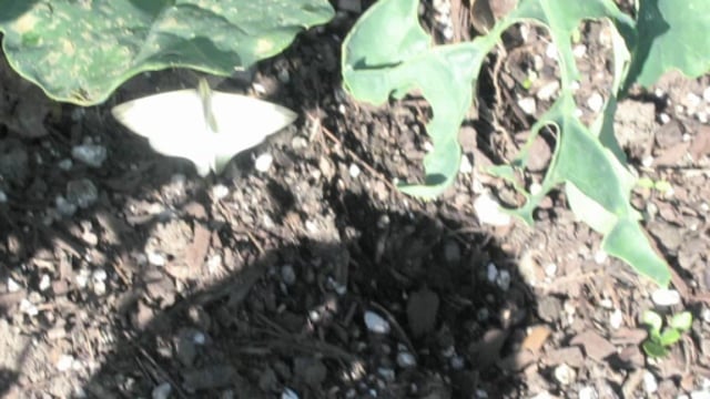 Rearing insects — Science Learning Hub