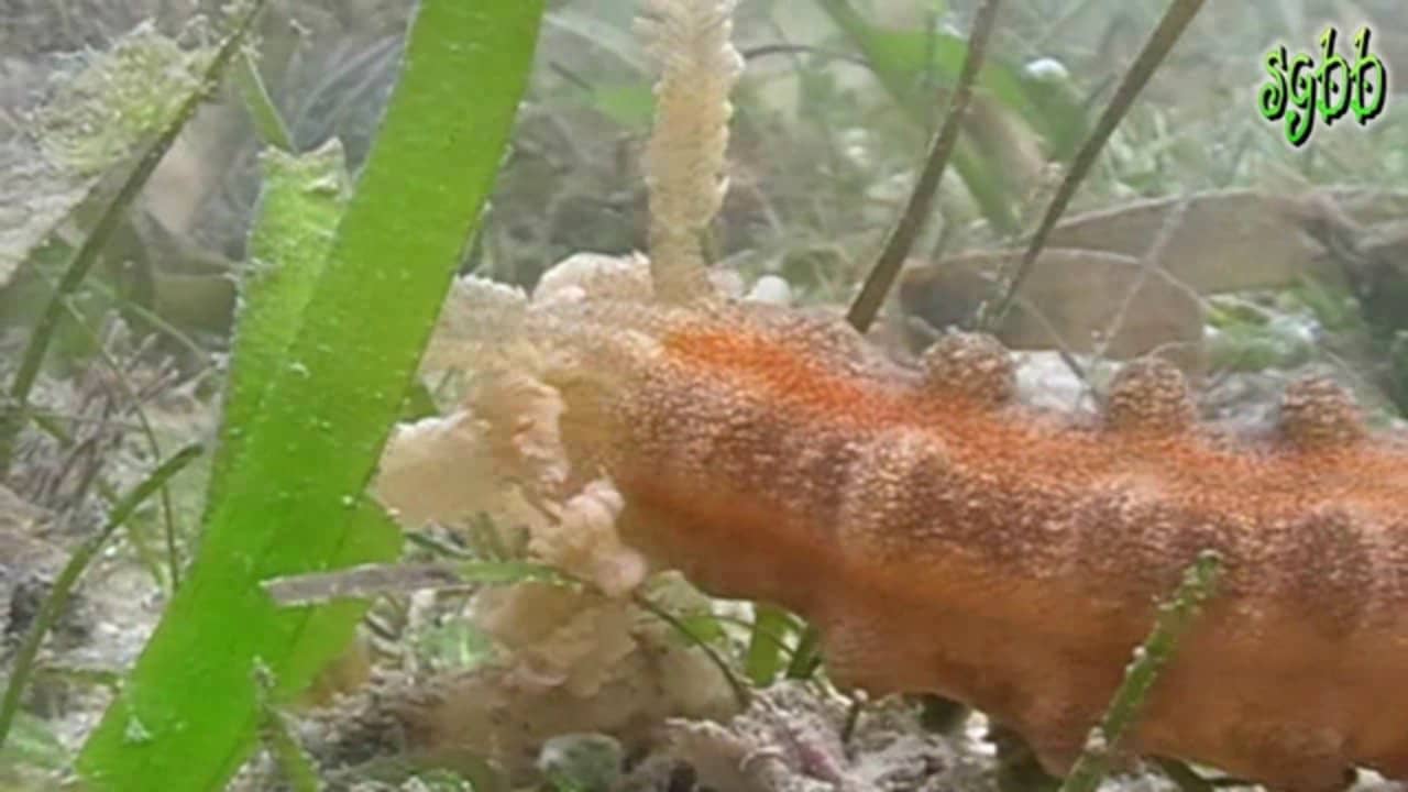 giant synaptid sea cucumber ! ....from outaspace on Vimeo