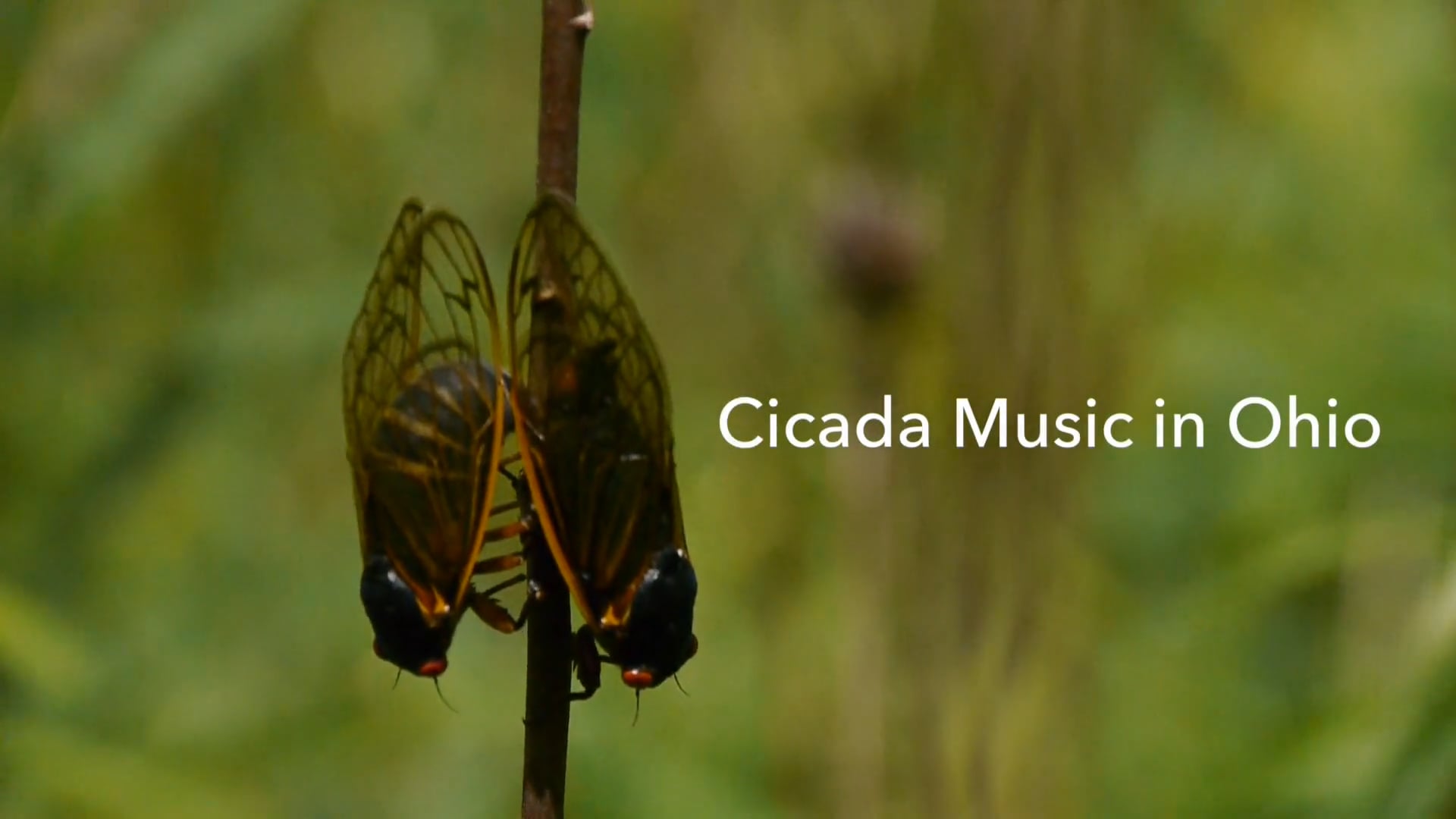 Cicada Music in Ohio on Vimeo