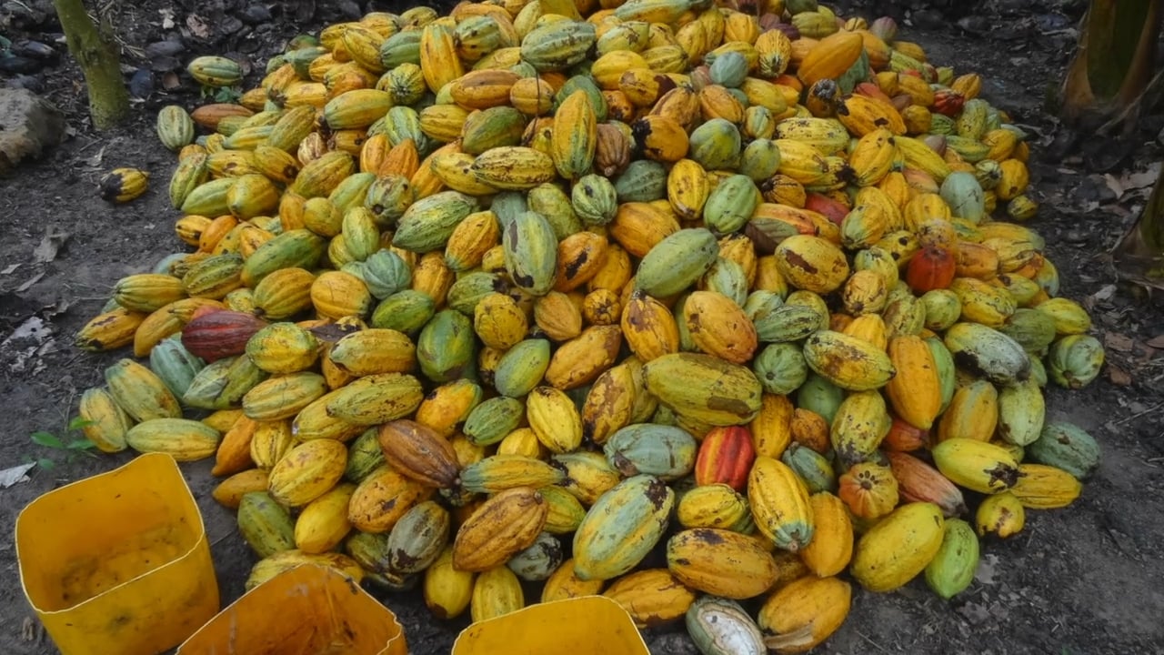 Pelle Bongo... an innovation for cocoa farmers on Vimeo
