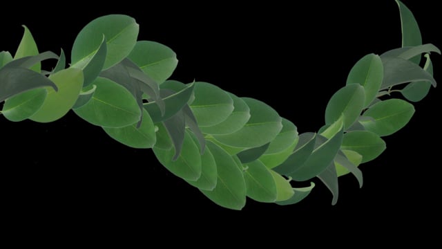 Leaves Tendril Growth - Free video on Pixabay
