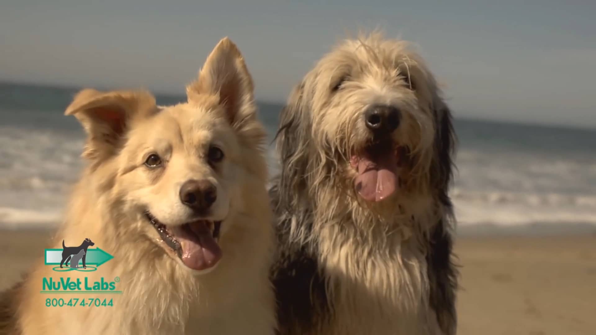 NuJoint Plus | Dog Hip and Joint Supplement on Vimeo