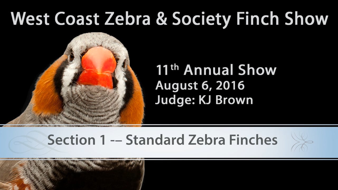 Top 10 - Standard Zebras 2016 West Coast Zebra & Society Finch Show on ...