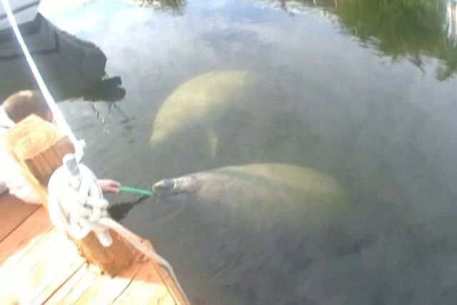 Watering the manatees in Key Largo, Florida on Vimeo