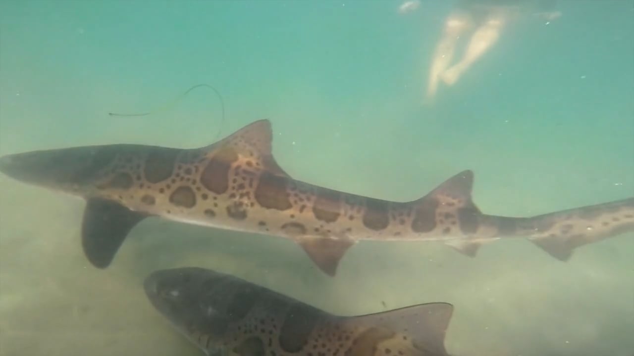 Leopard Sharks at La Jolla Shores on Vimeo