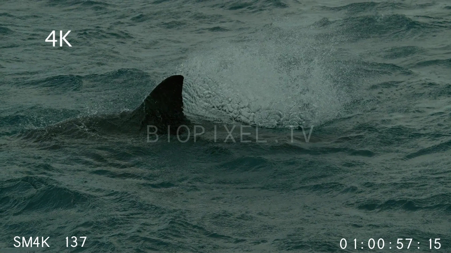 Endangered Species - Great White Shark on surface Slow motion 4K 1000 frames per sec on Vimeo