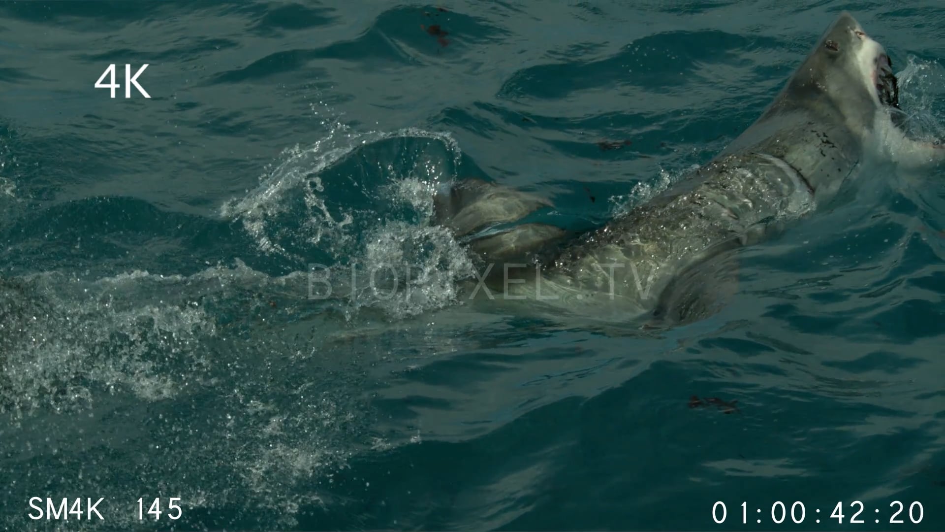 Shark Feeding - Great White Shark feeding slow motion 4K Phantom Flex ...