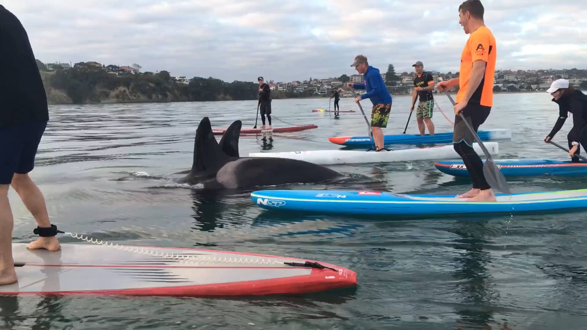 Paddleboarding with Orcas in Auckland Harbour on Vimeo