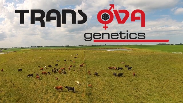 Careers | Trans Ova Genetics
