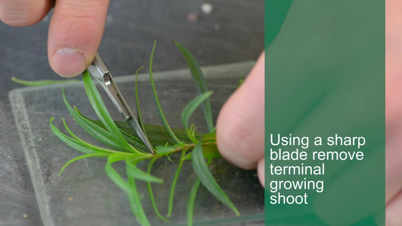 How to take semi-ripe cuttings from plants on Vimeo
