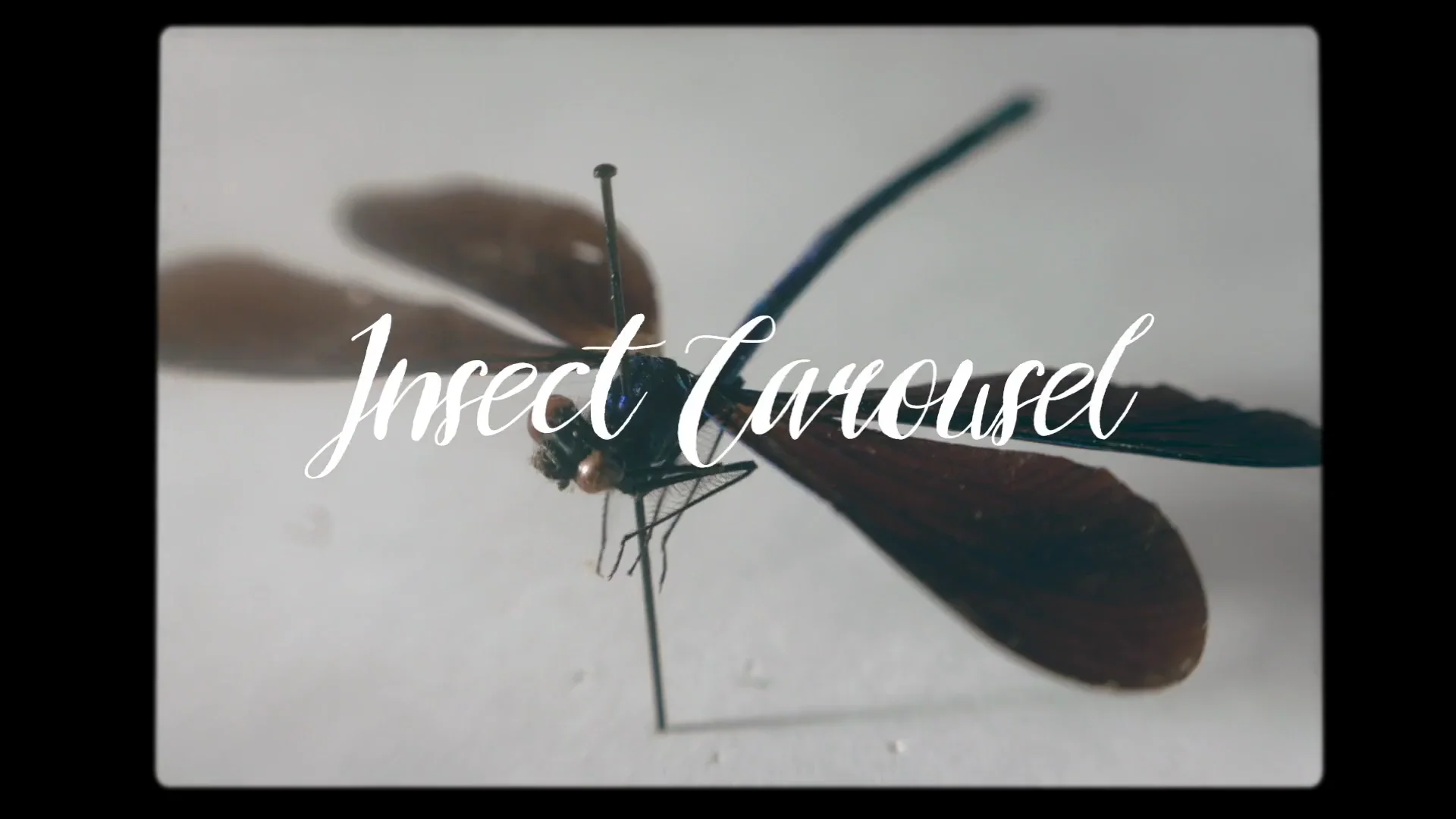 Insect Carousel on Vimeo