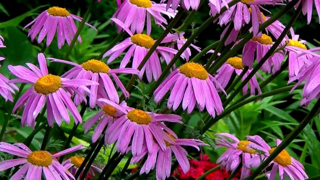 Flowers Siberia Summer - Free video on Pixabay