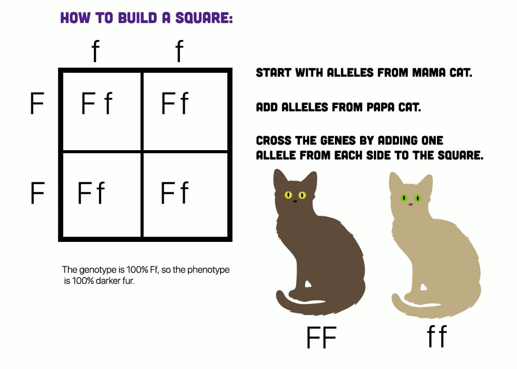 Cats & Punnett Squares on Vimeo