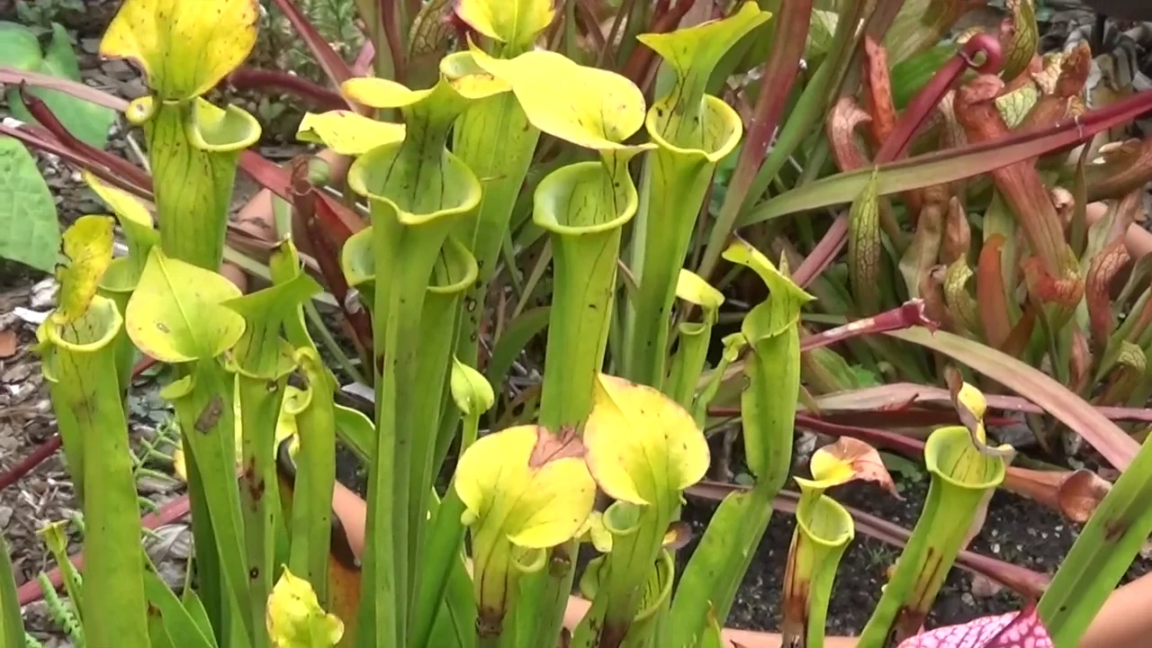East Portland's Treasure- Leach Botanical Garden on Vimeo