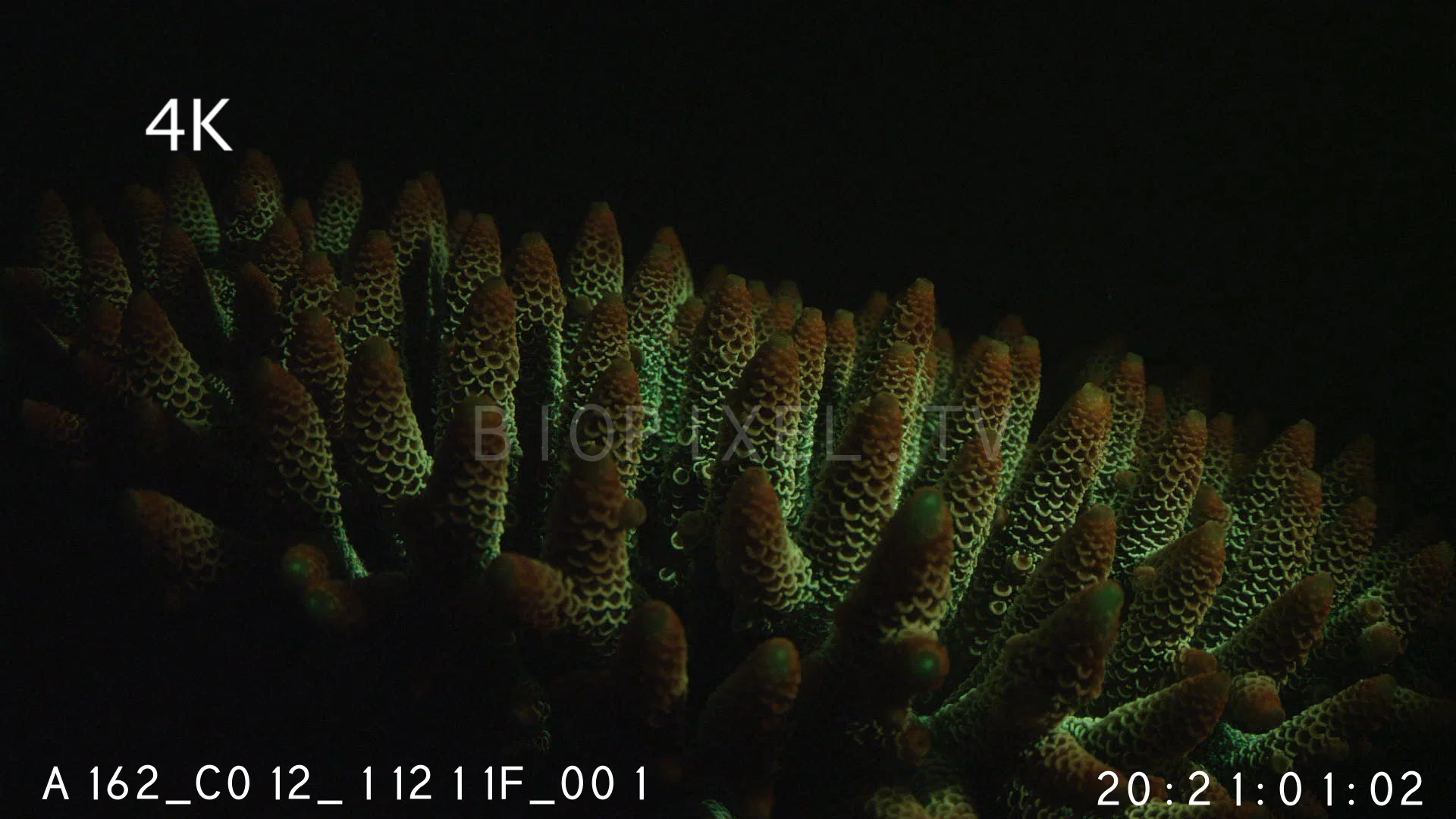 4K Night - Fluorescent dive lights over various corals 4K on Vimeo