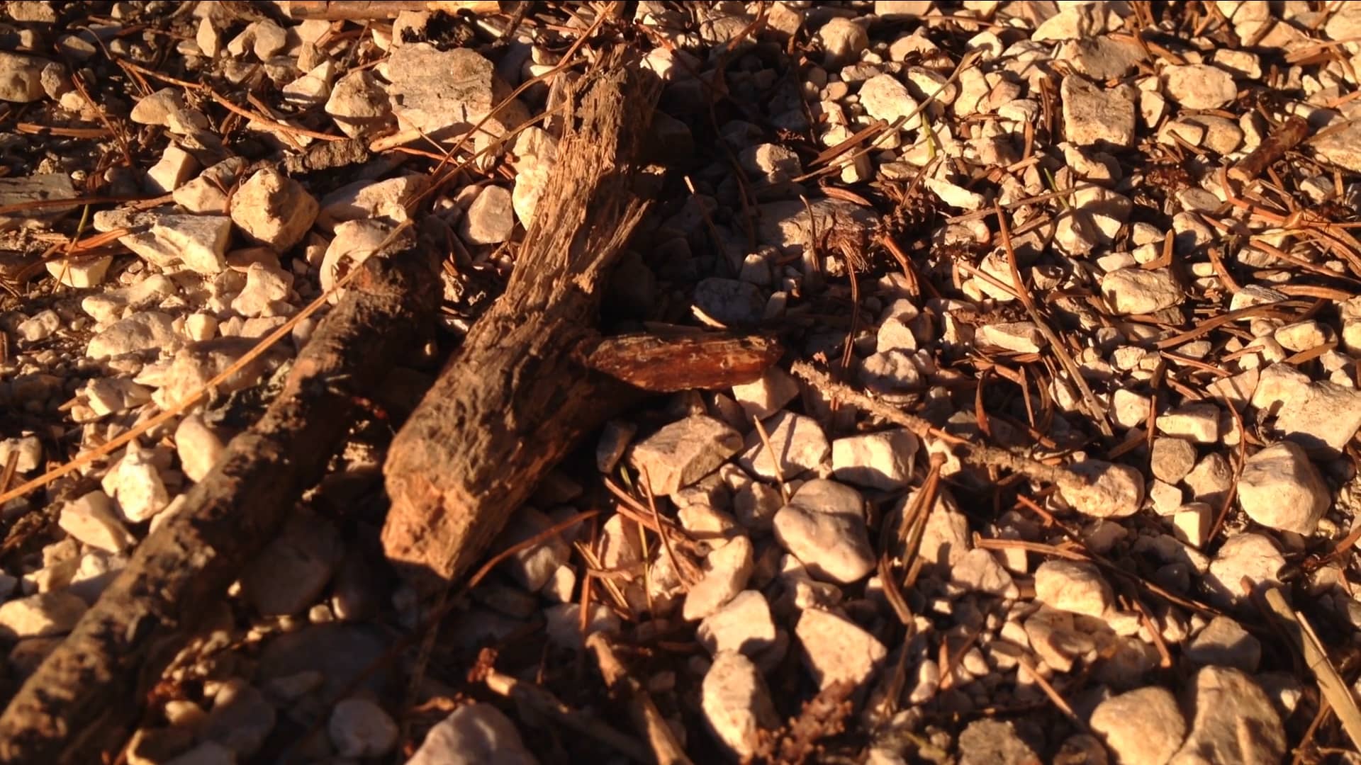 ants and sheep on Vimeo