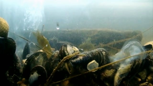 How mussels spawn — Science Learning Hub