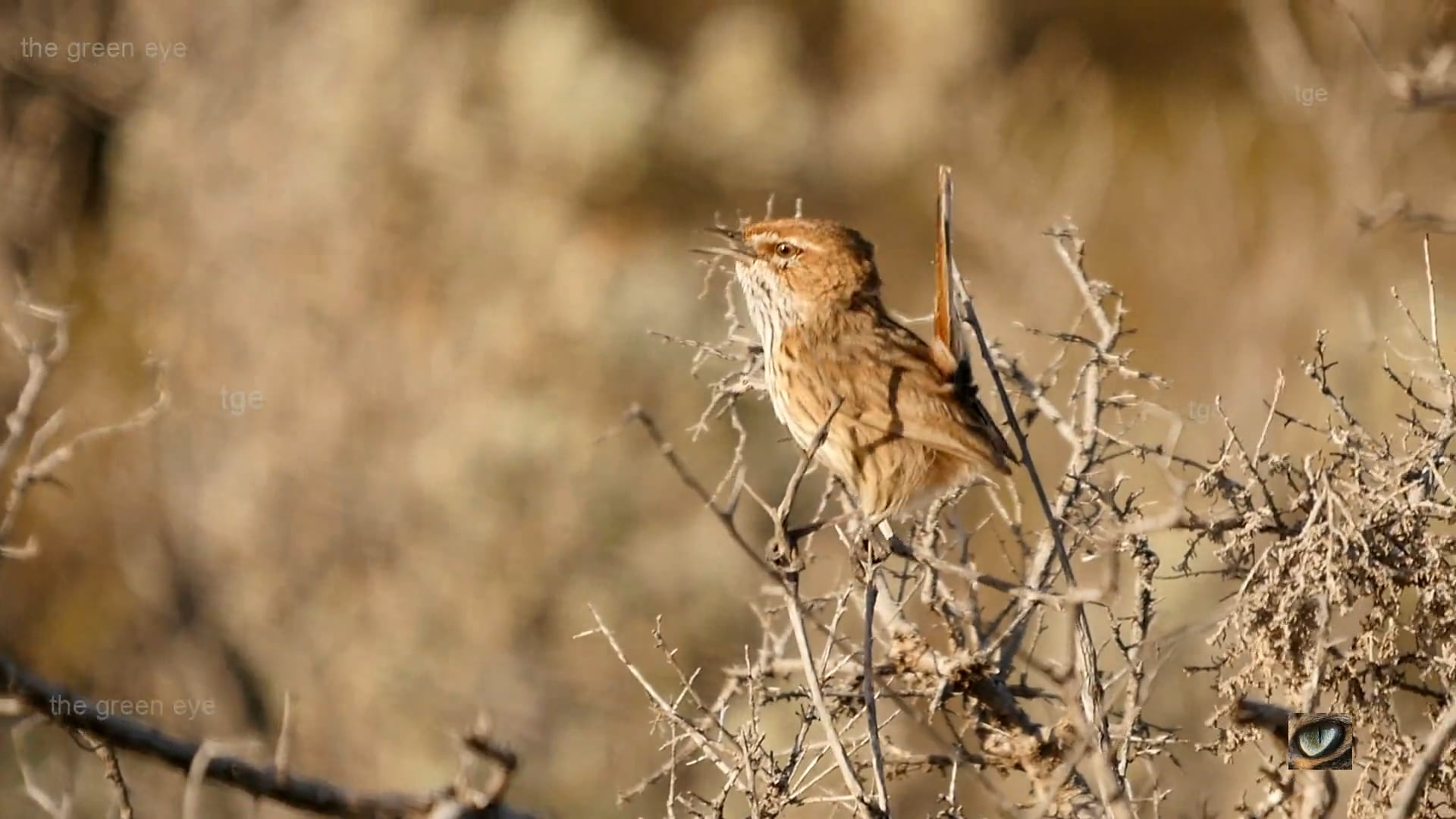 Rufous Fieldwren (Calamanthus campestris, Acanthizidae: Thornbills and ...
