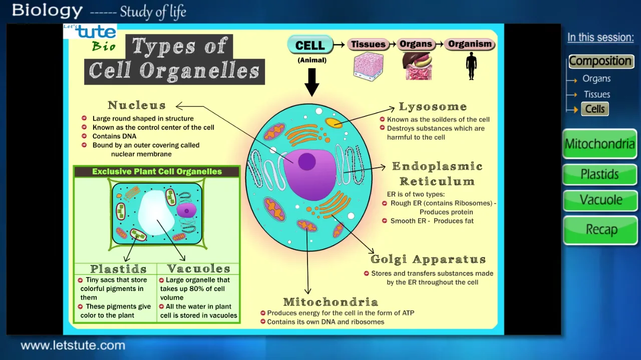 9-Bio-4 Cell Organelles | Mitochondria | Plastids | Vacuoles on Vimeo