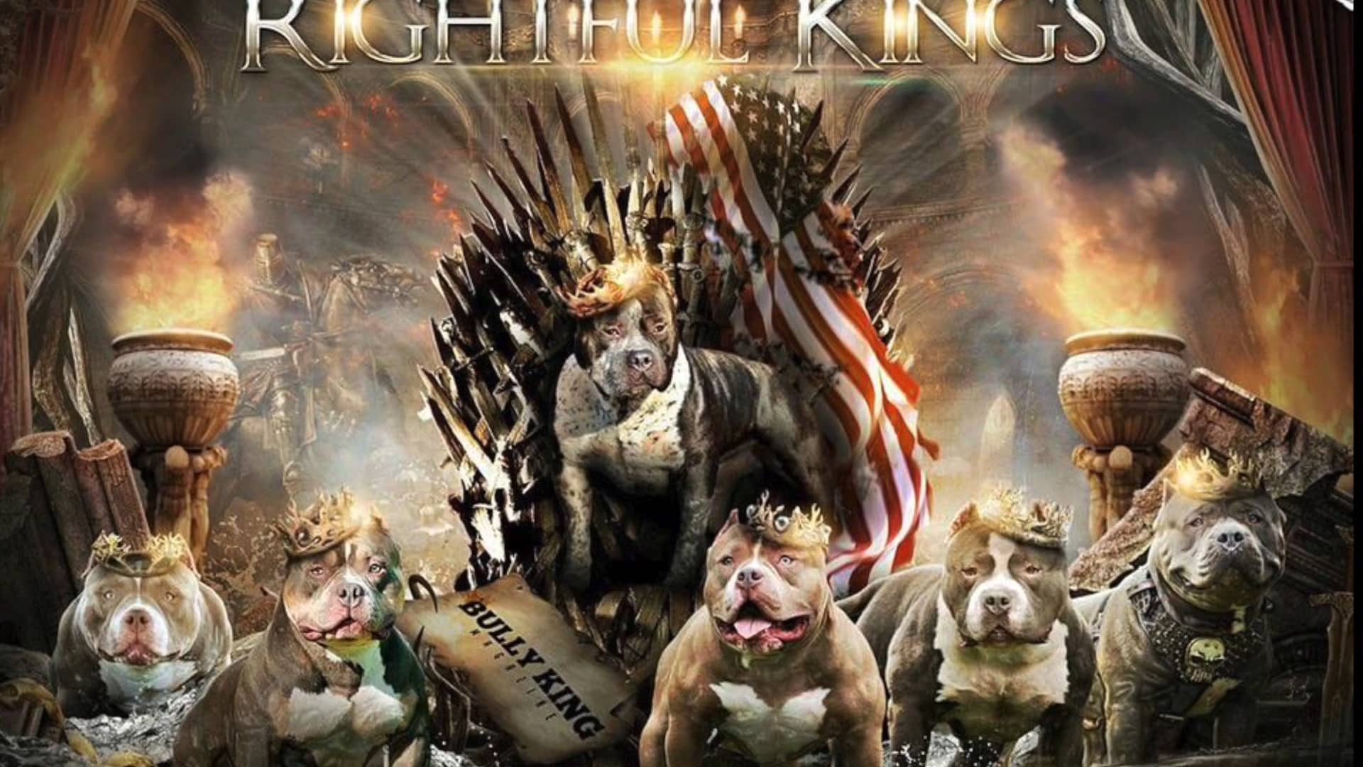 The American Bully Source | BULLY KING Magazine on Vimeo