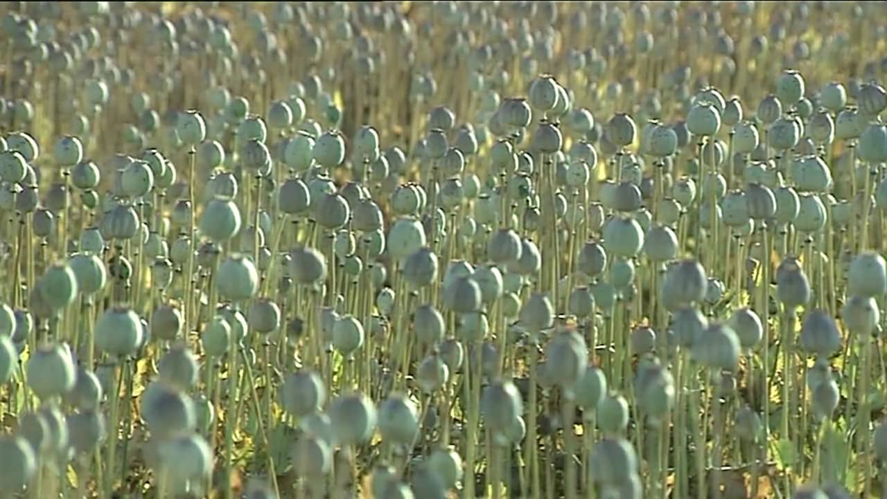 David Brugger produziert Mohnöl (2008) on Vimeo