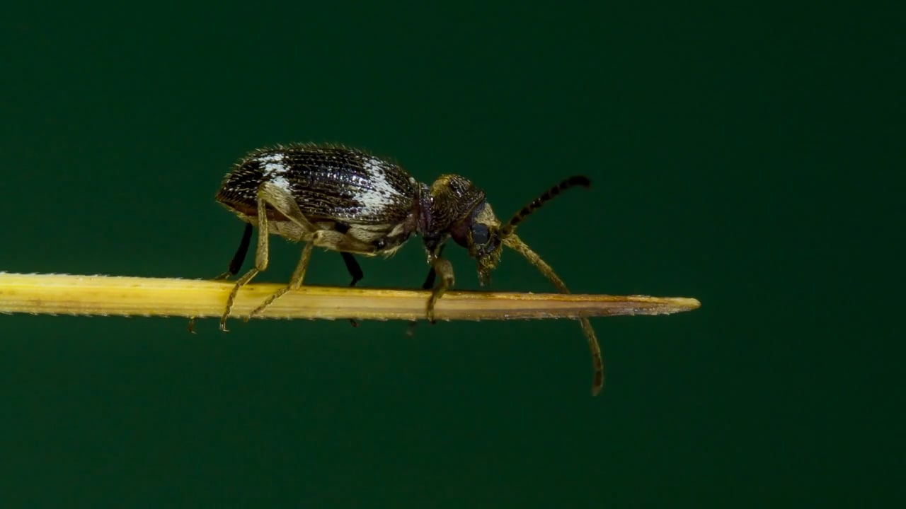 ID15328 - Tyvbille - Ptinus raptor on Vimeo