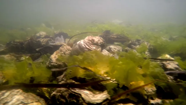 Underwater Oyster Bed