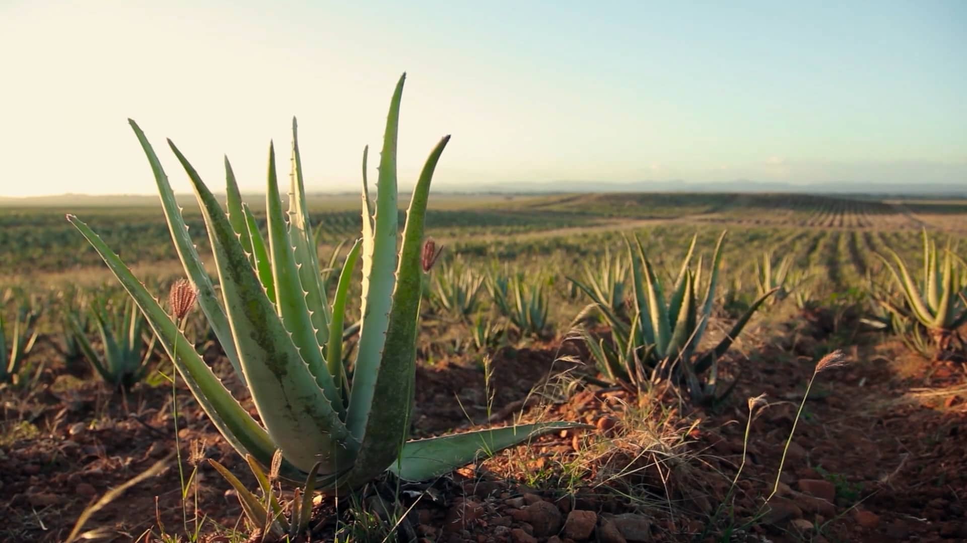 Forever Living Products Aloe Vera FI on Vimeo