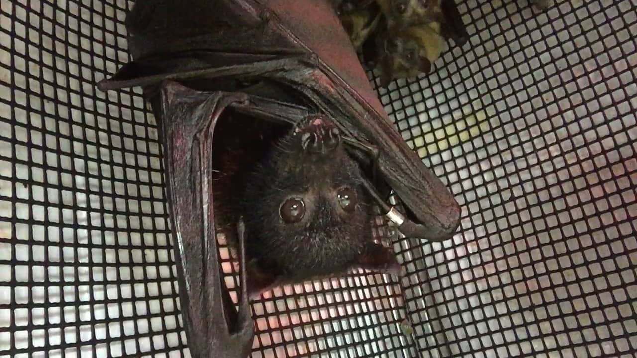 Kamilah and Rob are headed to Milwaukee for the Wisconsin Bat Festival ...