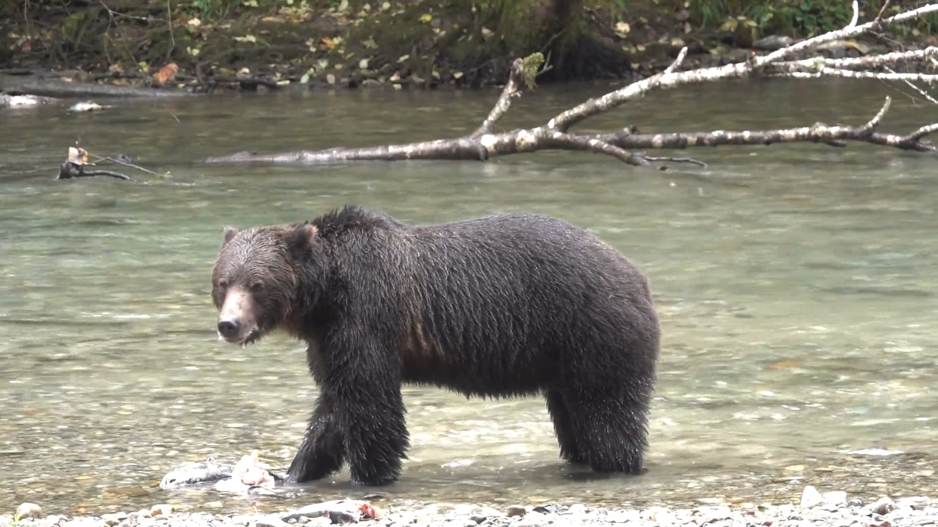 Grizzly fileert zalm on Vimeo