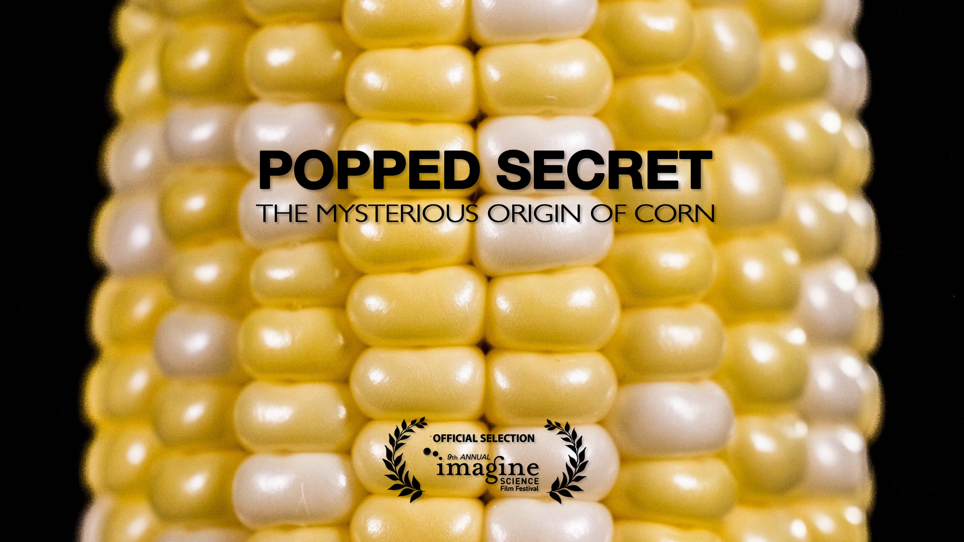 Popped Secret: The Mysterious Origin of Maize