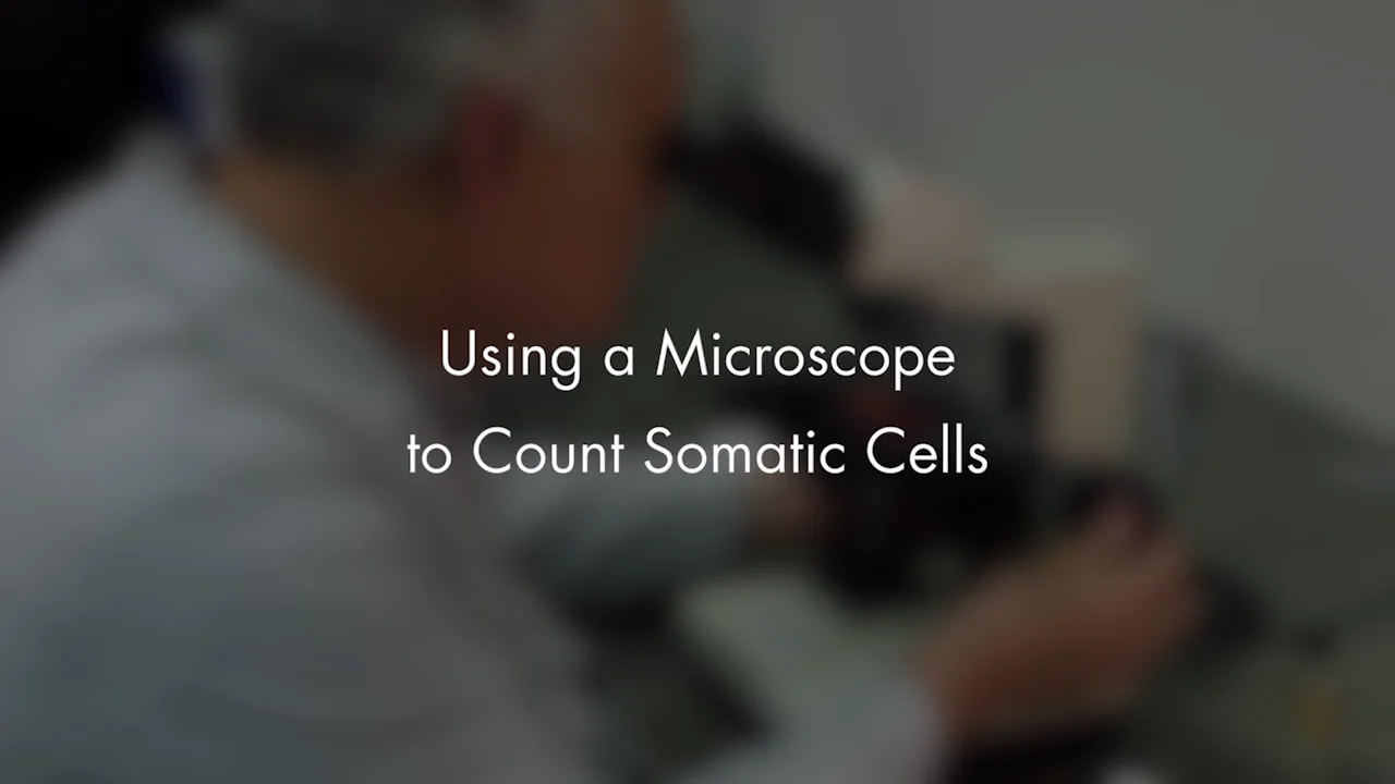 Using a Microscope to Count Somatic Cells