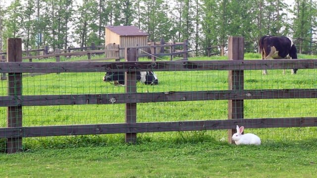 Country Side, Farm, Animals. Free Stock Video - Pixabay