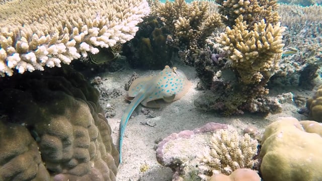 Sting Ray, Fish, Marine. Free Stock Video - Pixabay