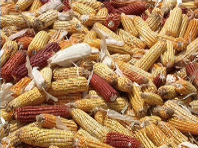 Food versus fuel — Science Learning Hub