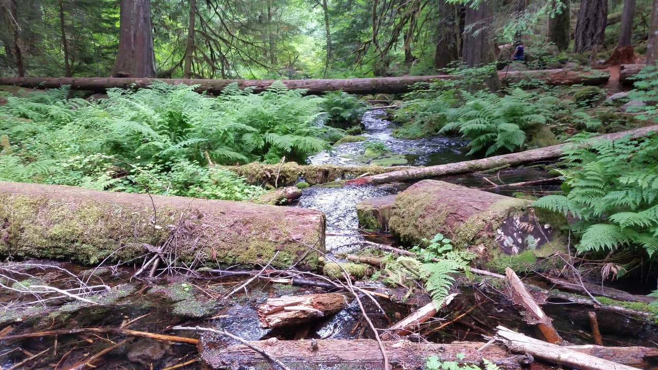 McKenzie River Trail Hike 9/10/16 on Vimeo