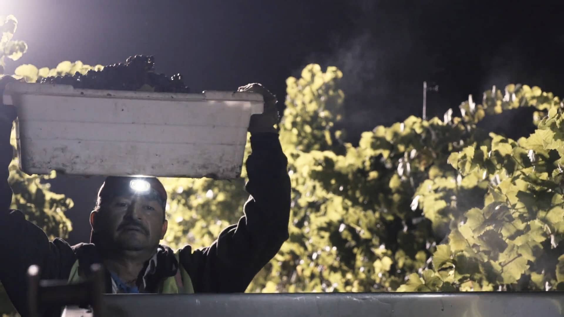 Sights & Sounds Of Night Harvest on Vimeo