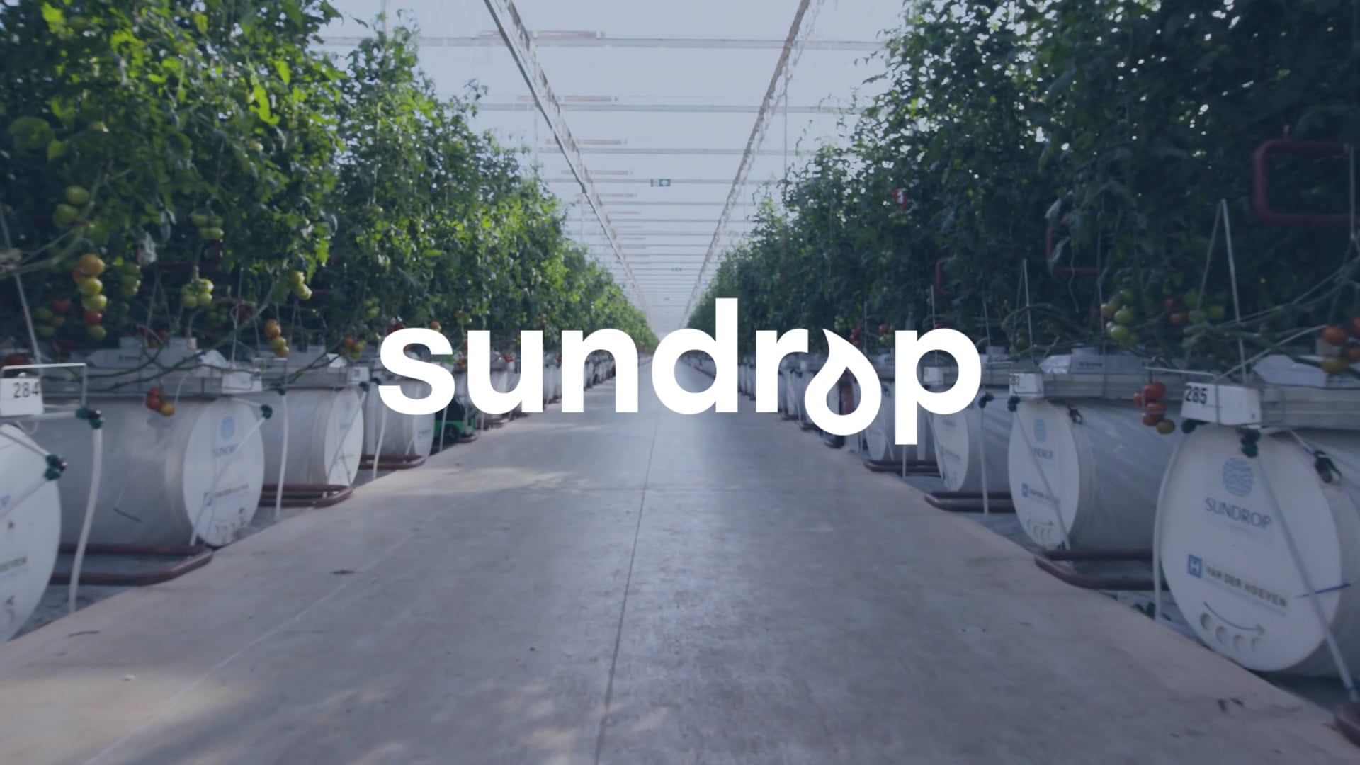 An Osmosis Case Study: Sundrop Farms - Sundrop Farms - An Overview on Vimeo