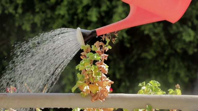 Plant, Watering, Grow. Free Stock Video - Pixabay