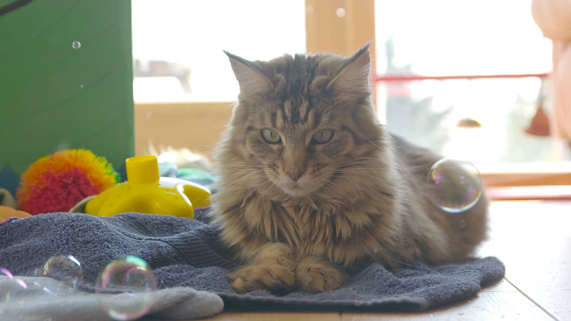 Iris Grace and Thula on Vimeo