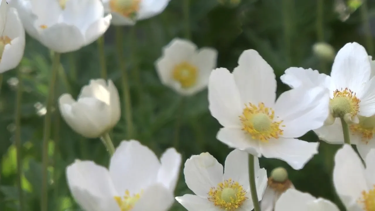 The Flower Choir on Vimeo