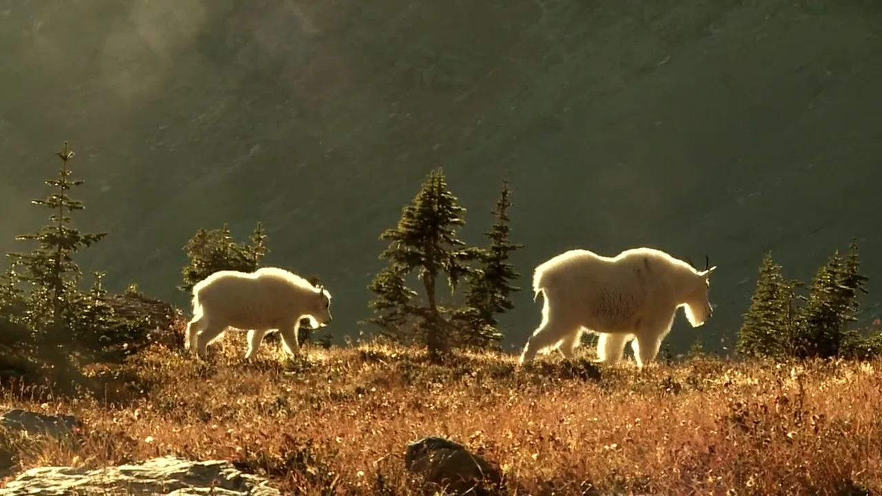 Nature - Chase Honaker Nature and Wildlife Previous Work on Vimeo