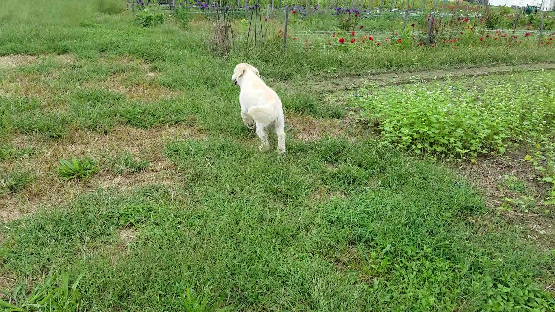 Babs celebrating in Farm Dog Babs on Vimeo
