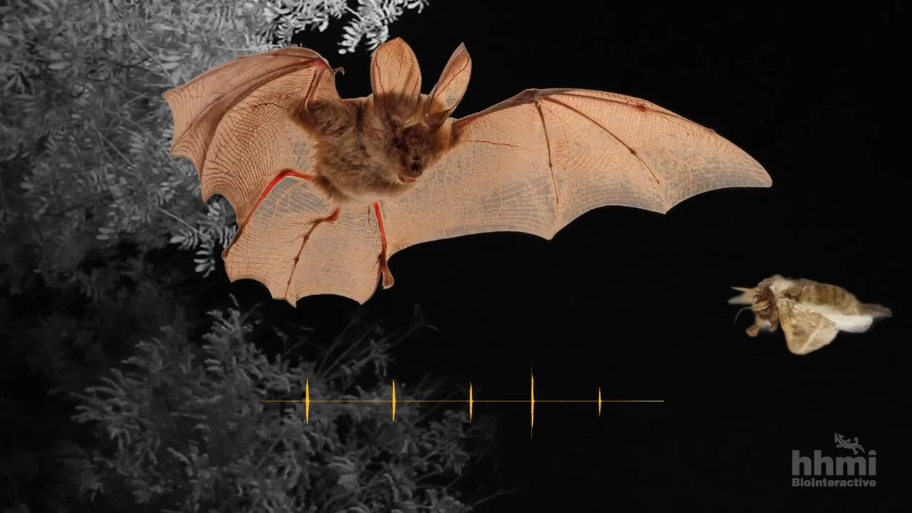 Moth Mimicry- Using Ultrasound to Avoid Bats - HHMI BioInteractive ...