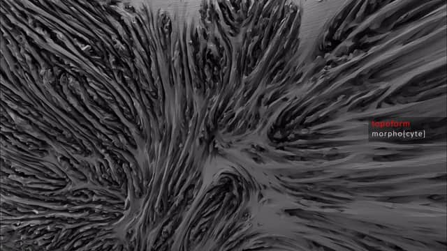 Topoform - Morpho[cyte] on Vimeo