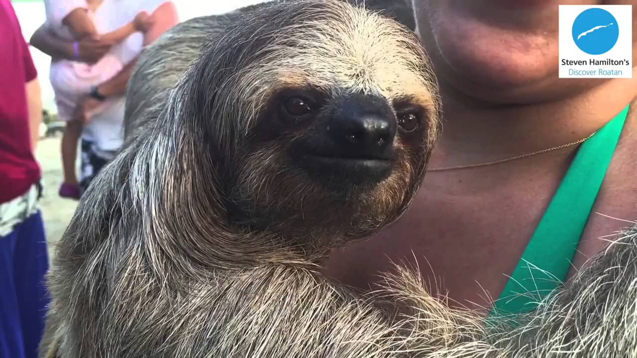 Daniel Johnson's Monkey & Sloth Hangout | Roatan, Honduras on Vimeo