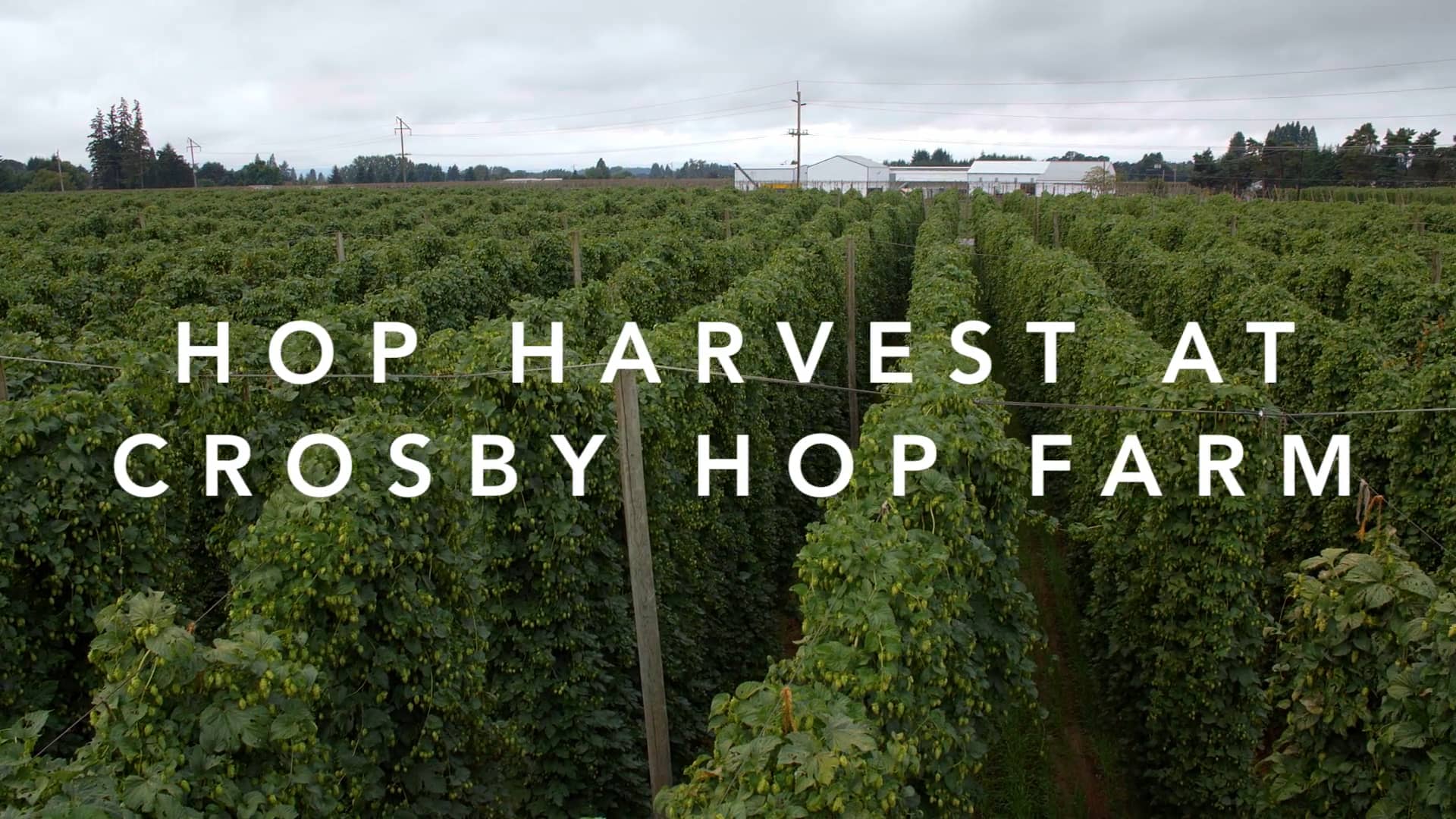 Crosby Hop Farm - Harvest on Vimeo