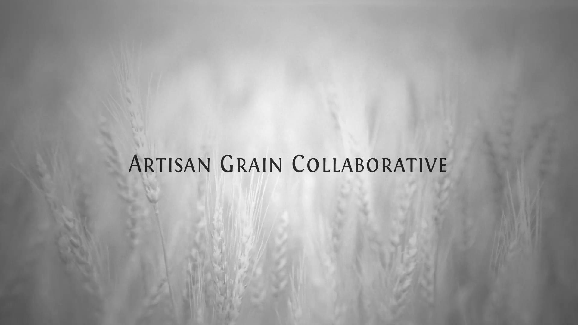 Artisan Grain Collaborative on Vimeo