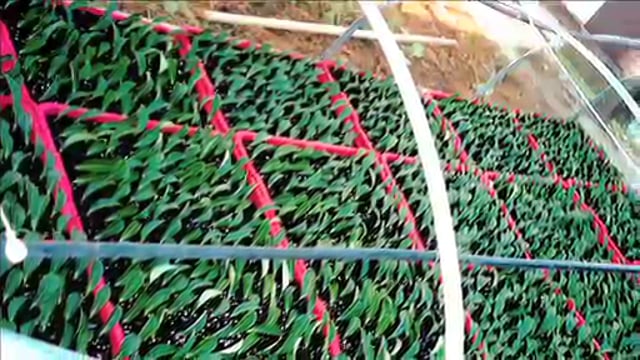 Propagating tea plants using cuttings — Science Learning Hub