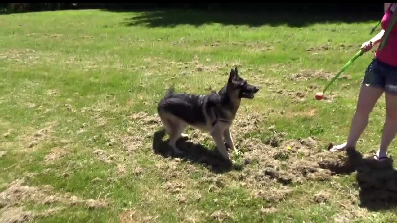 Dogs and Puppies are Animals on Vimeo